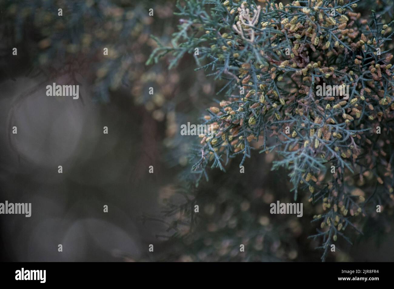 Wizened trees Banque de photographies et d’images à haute résolution ...