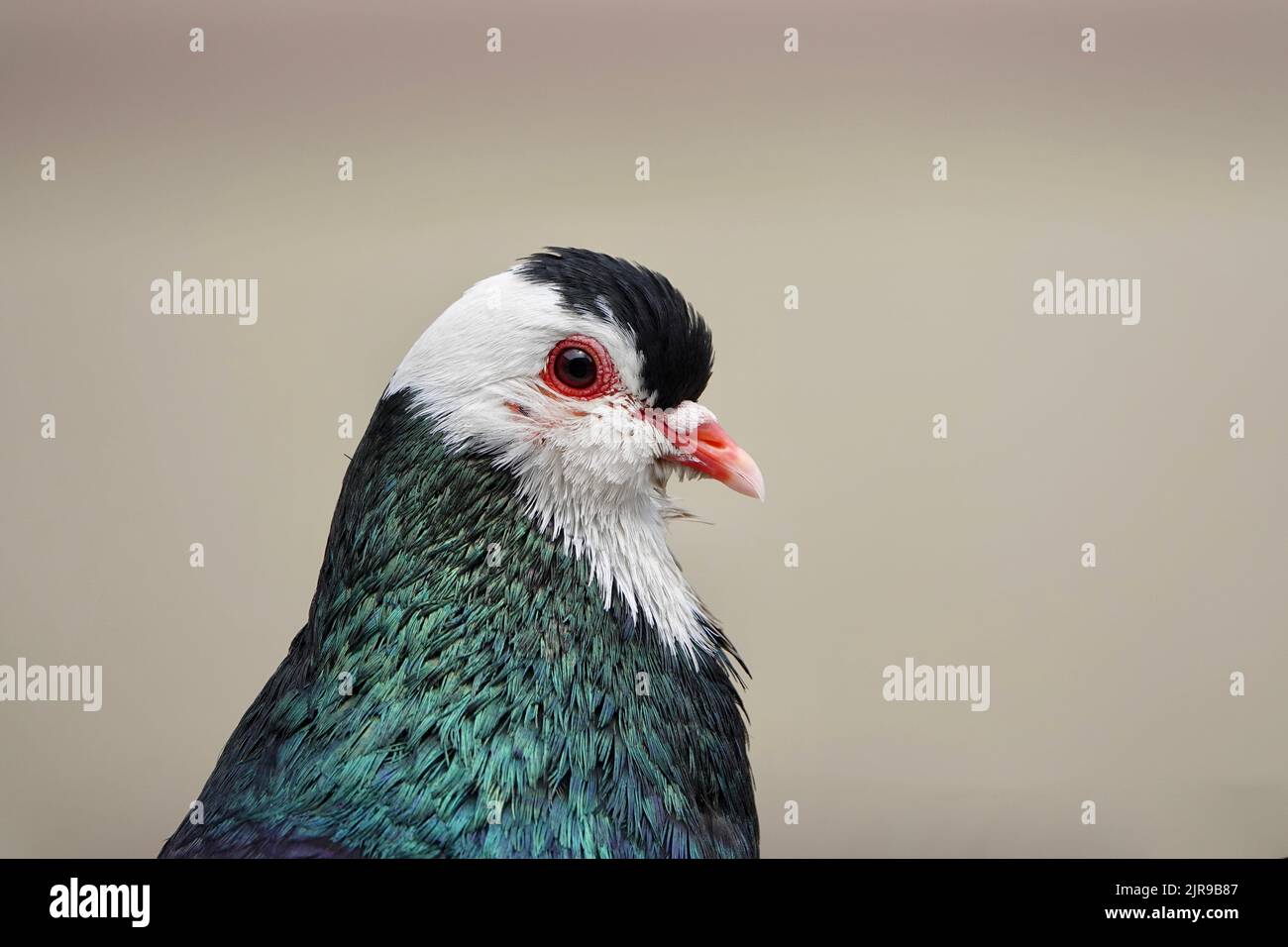 La race de pigeon domestique la plus répandue en République tchèque ...