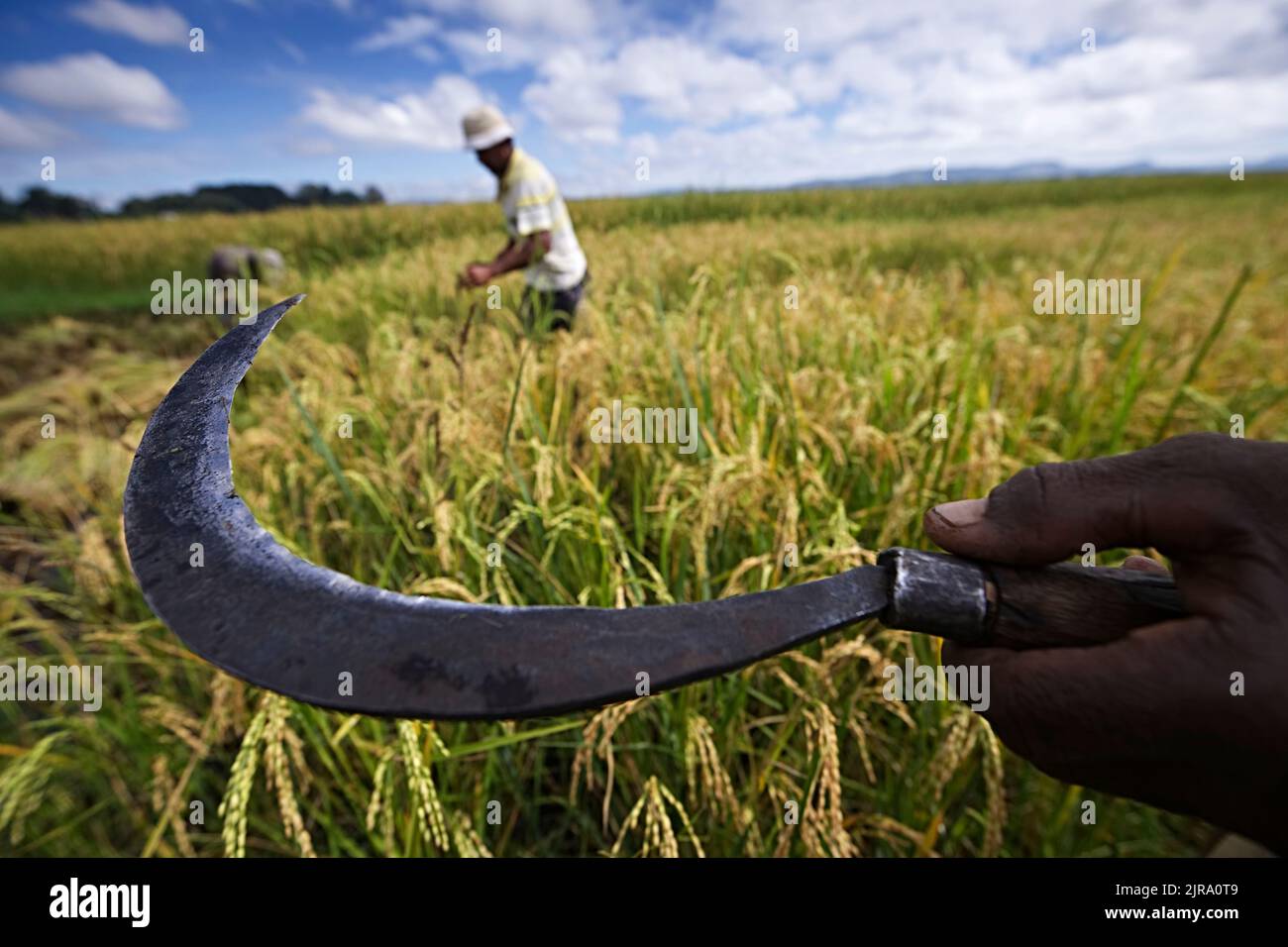 Couper le riz Banque de photographies et d’images à haute résolution ...