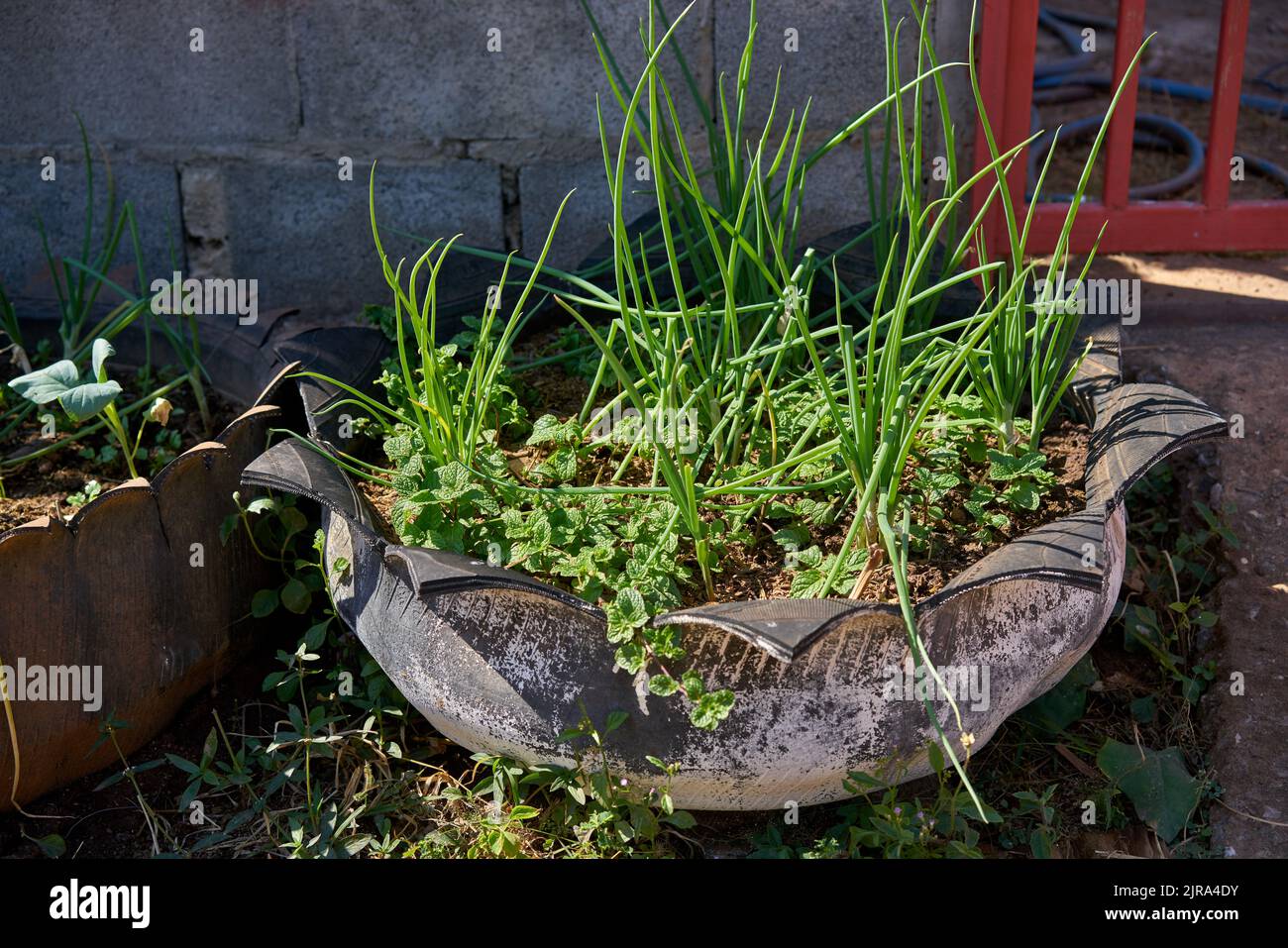 Oignons poussant dans un vieux pneu Banque de photographies et d’images ...
