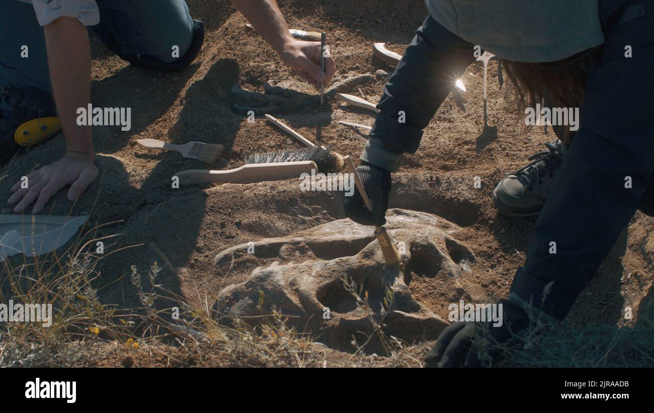 Dinosaur skeleton sand Banque de photographies et d’images à haute ...