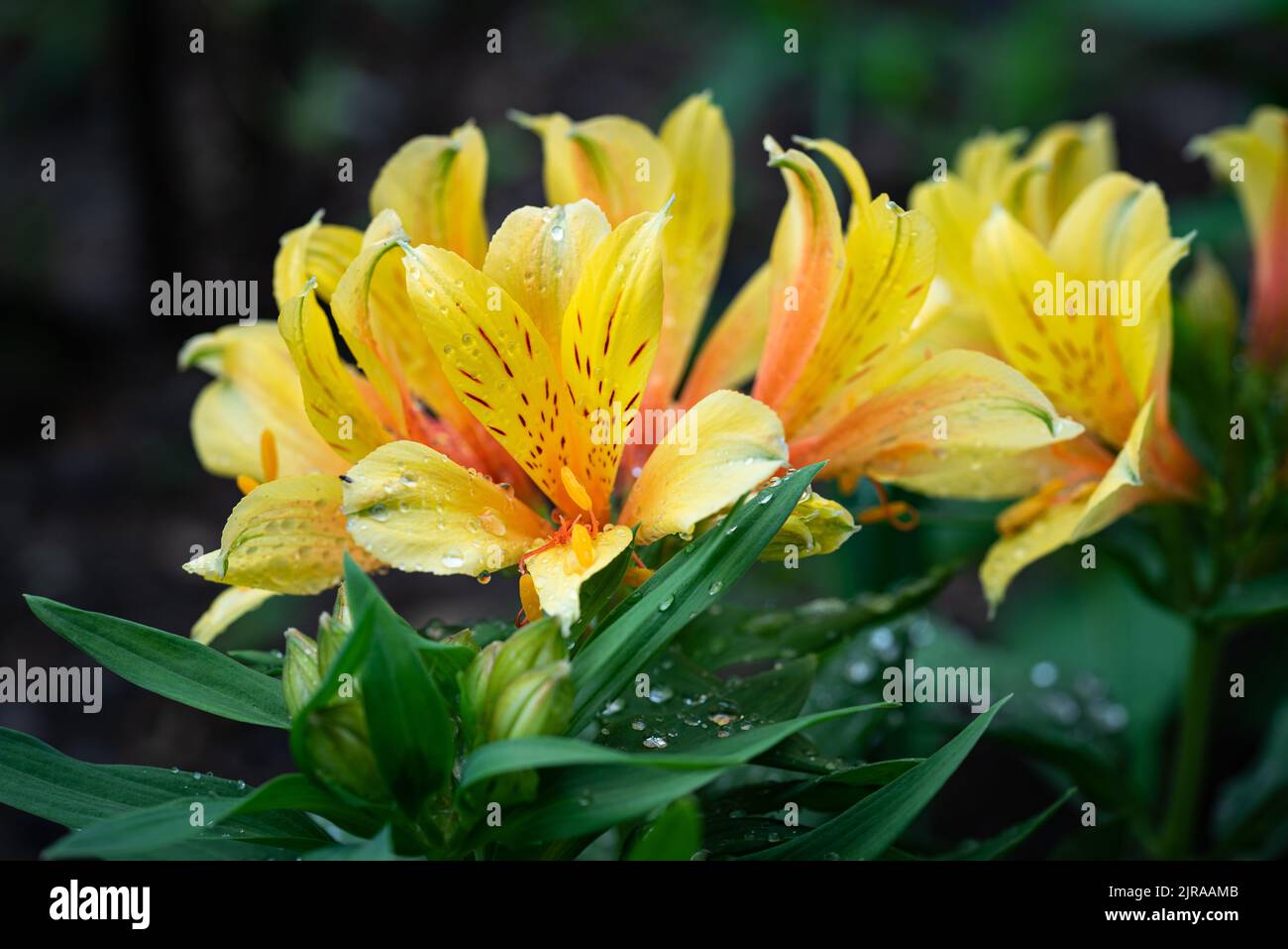 Yellow alstroemeria Banque de photographies et d’images à haute résolution - Alamy