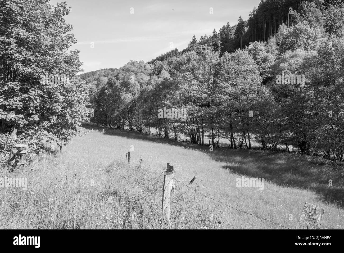 Une photo en noir et blanc d'un paysage de forêt avec une nature ...