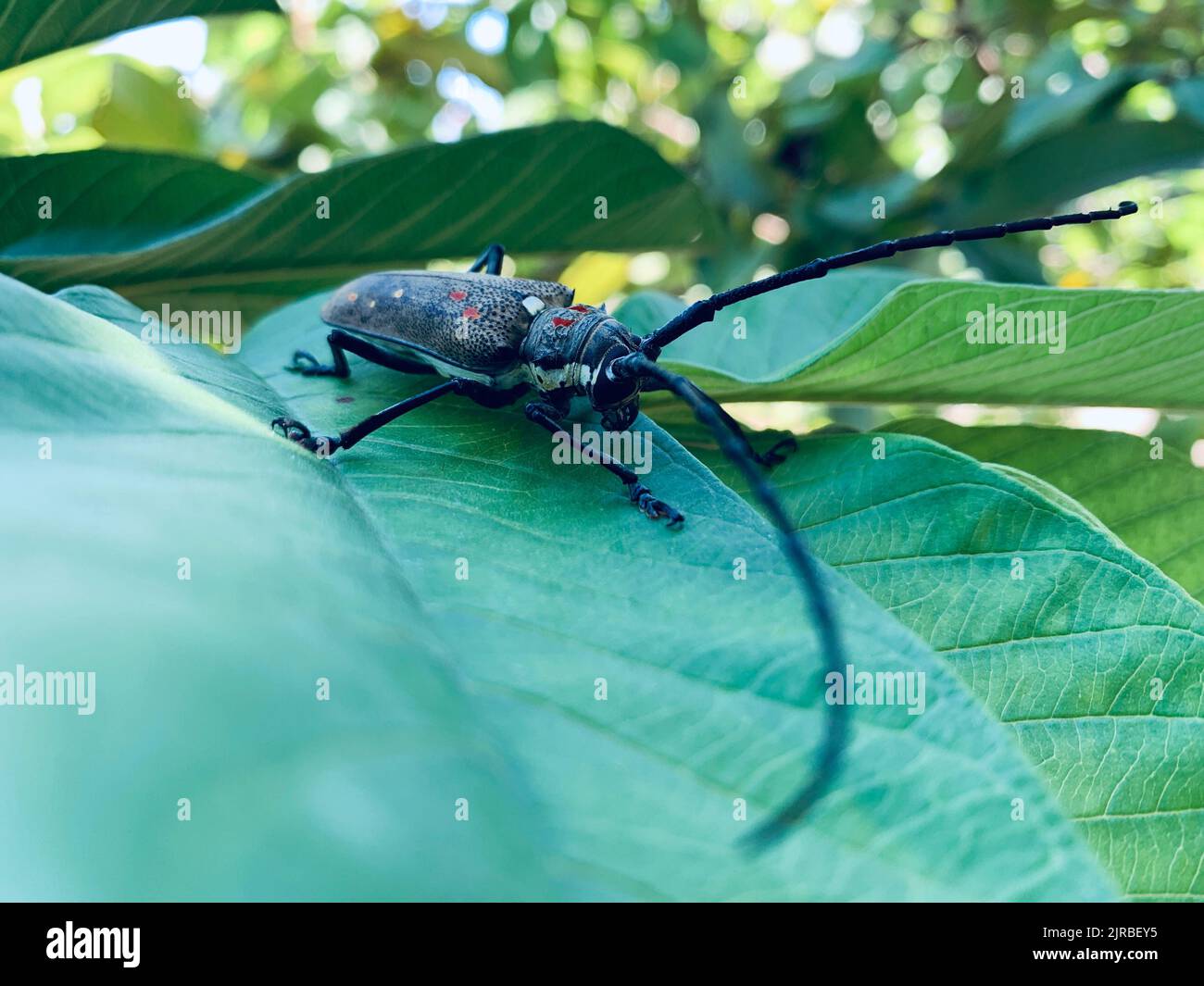 Batocera rubus Banque de photographies et d’images à haute résolution ...