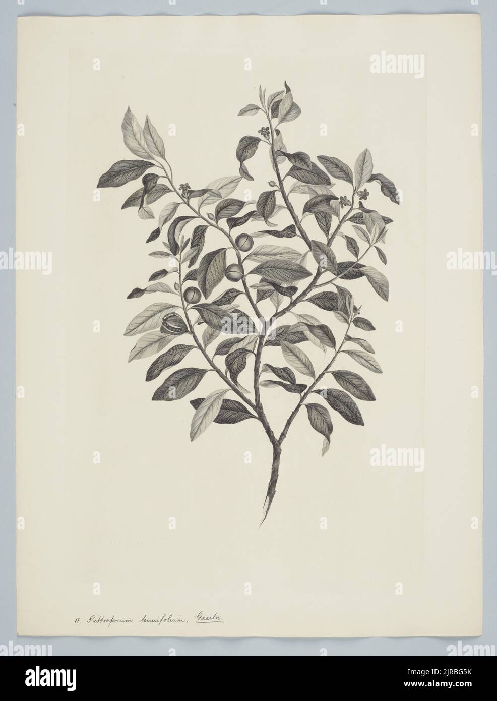 Pittosporum tenuifolium Banks & Solander ex Gaertner, 1770, par Sydney ...