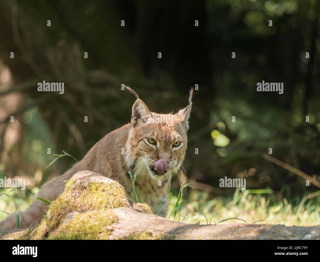 Boreal lynx Banque de photographies et d’images à haute résolution ...
