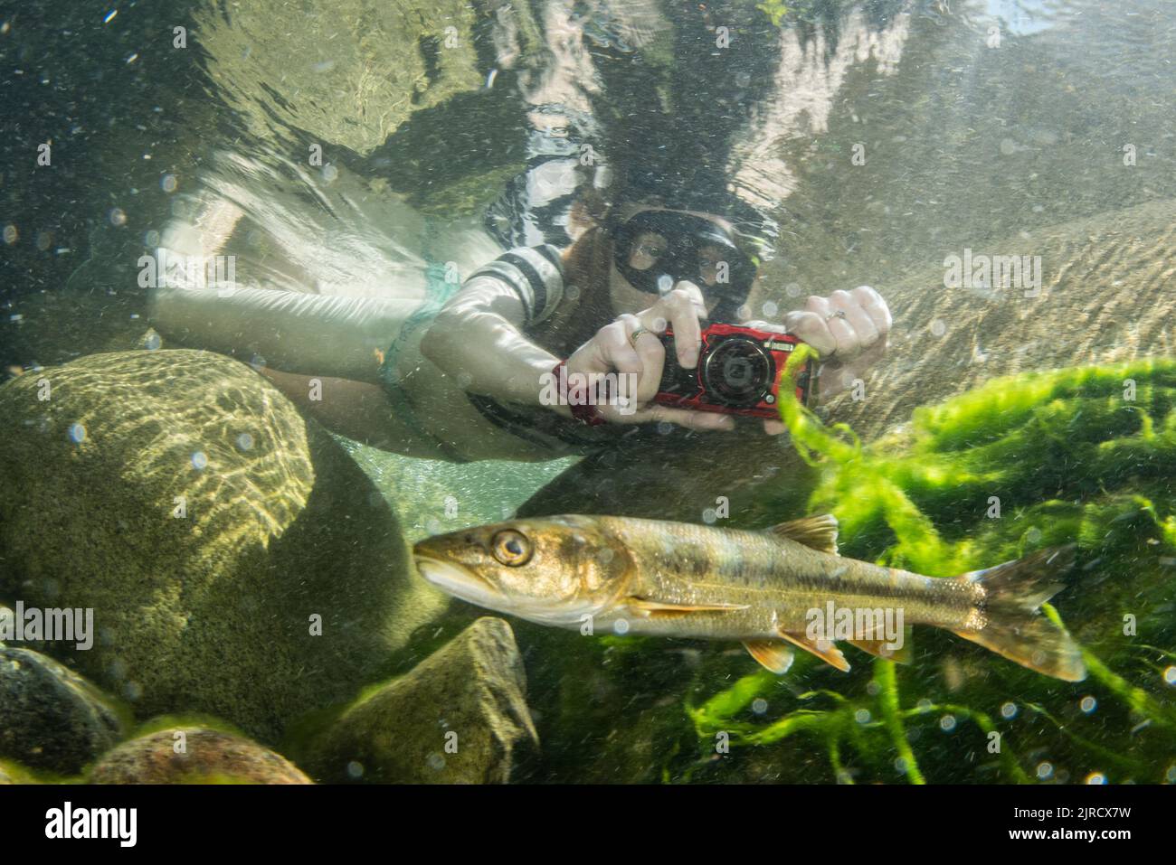 Sacramento pikeminnow Banque de photographies et d’images à haute ...