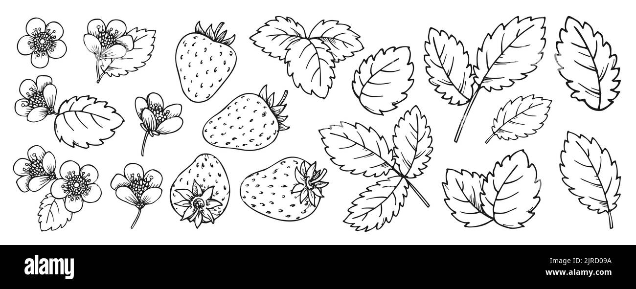Ensemble de croquis à lignes de fraises. Dessin animé feuilles de baies ...