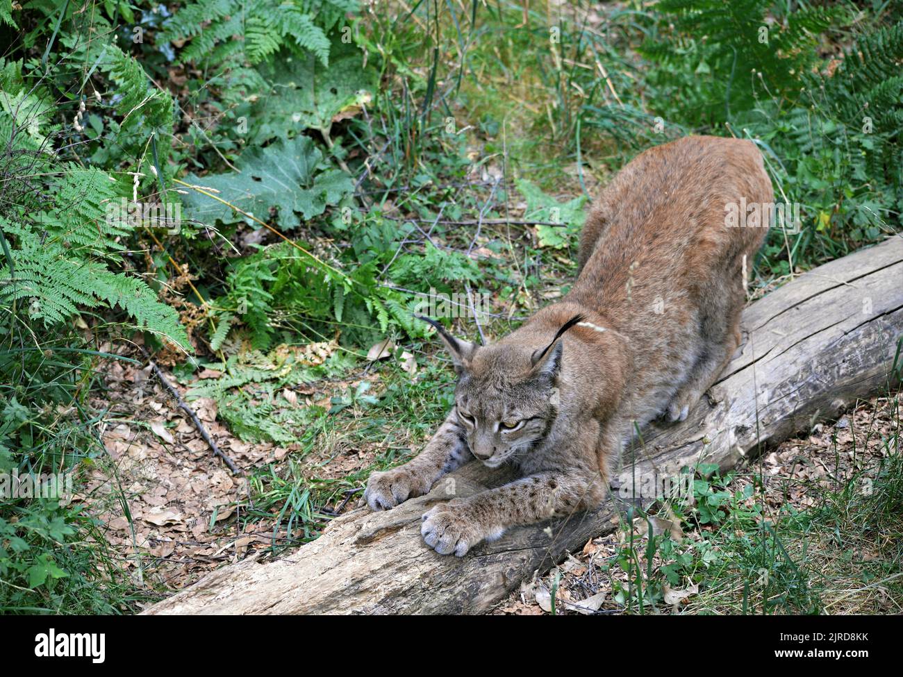 Lynx boréal Banque de photographies et d’images à haute résolution - Alamy