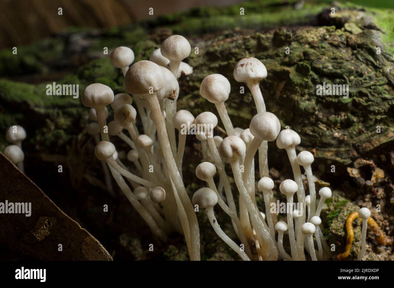 Flammulina filiformis Banque de photographies et d’images à haute ...