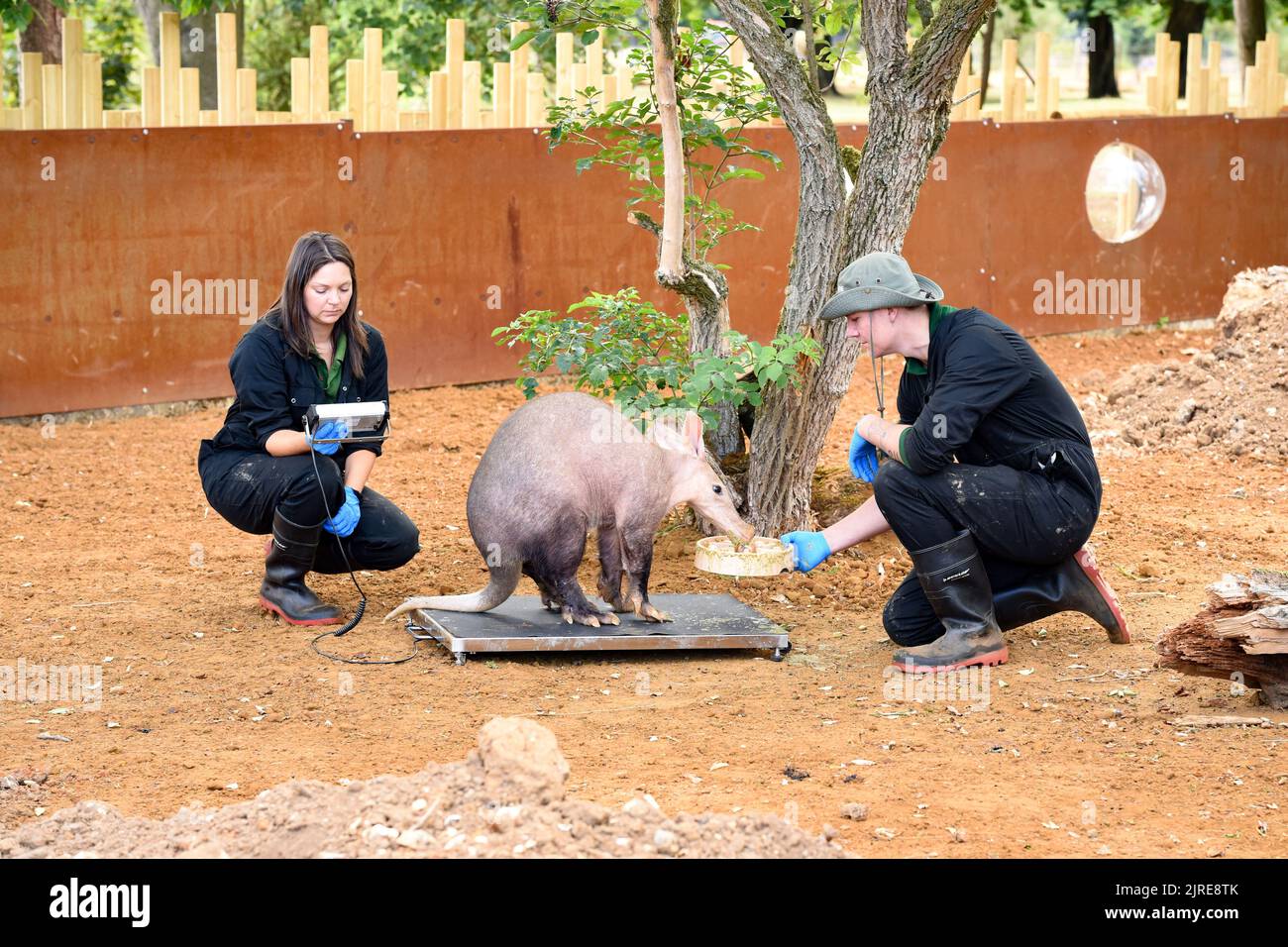 Whipsnade, Royaume-Uni. 23 août 2022. Terry The Aadpark, 2 ans, à 52 ...