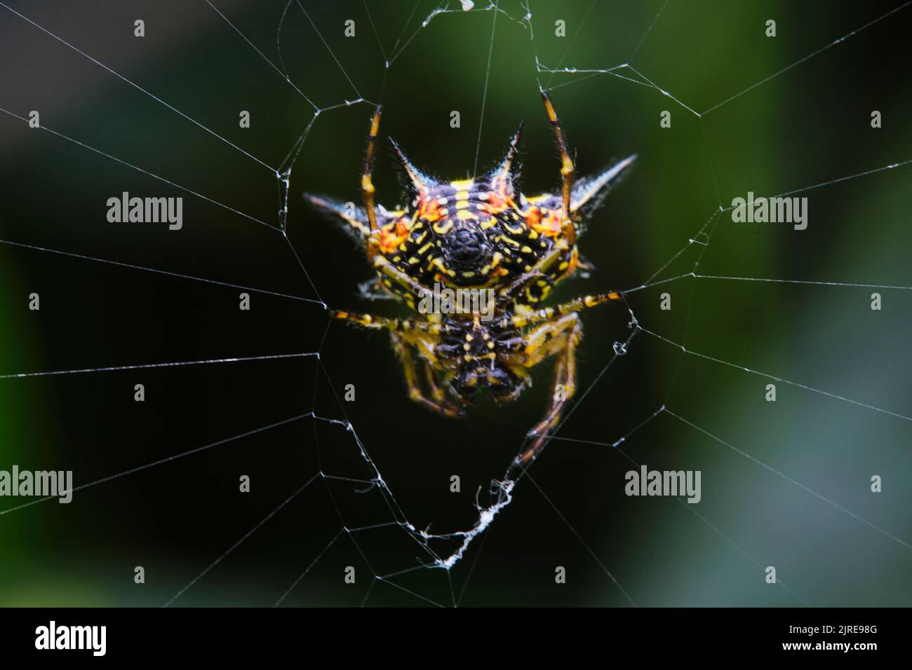 Beautiful spiders Banque de photographies et d’images à haute résolution - Alamy