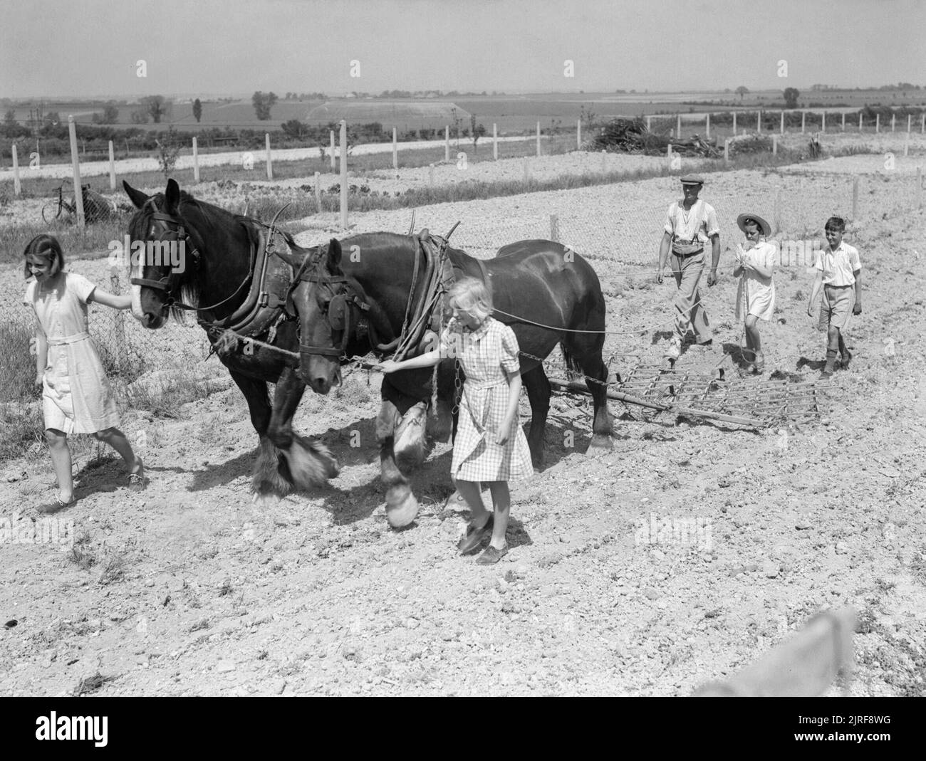 Daisy taylors Banque de photographies et d’images à haute résolution ...