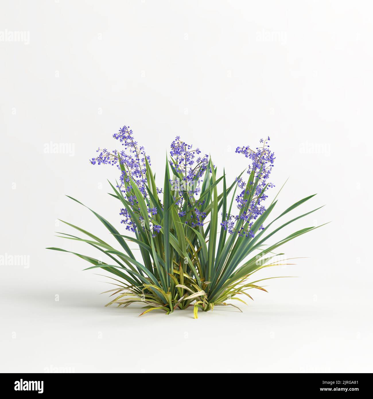 Dianella caerulea lis de lin bleu Banque de photographies et d’images à ...