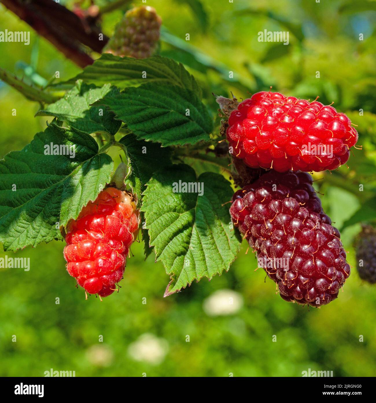 Tayberry fruit Banque de photographies et d’images à haute résolution ...