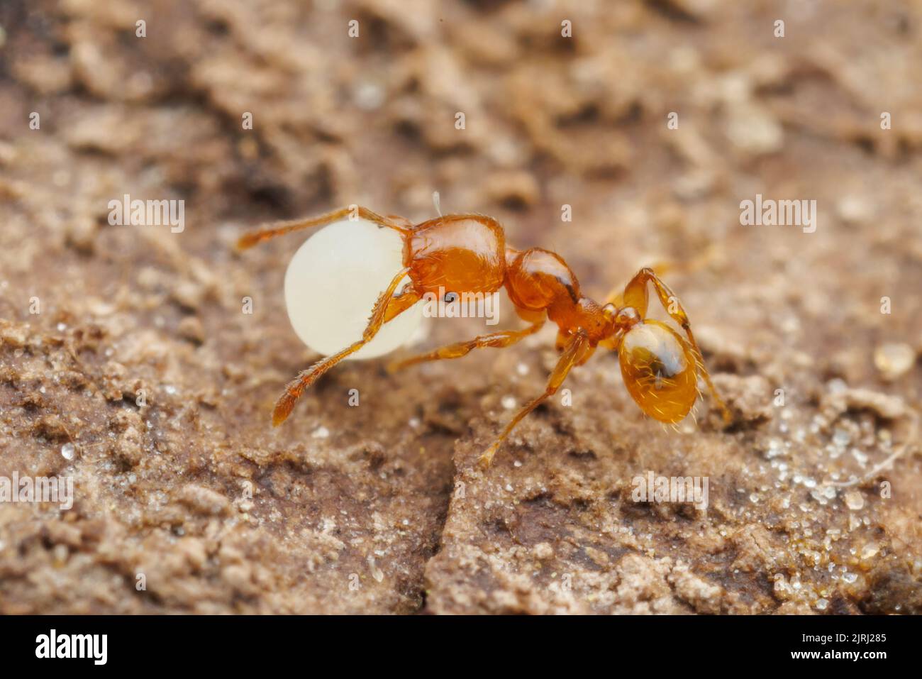 Complexe pheidole lamia Banque de photographies et d’images à haute ...