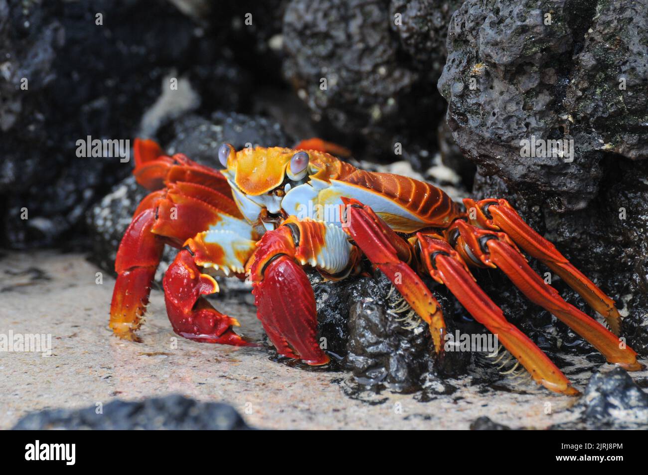 Sally light foot crab Banque de photographies et d’images à haute ...