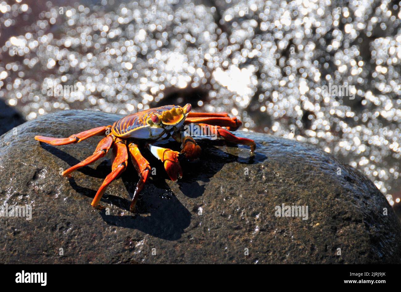 Sally light foot crab Banque de photographies et d’images à haute ...