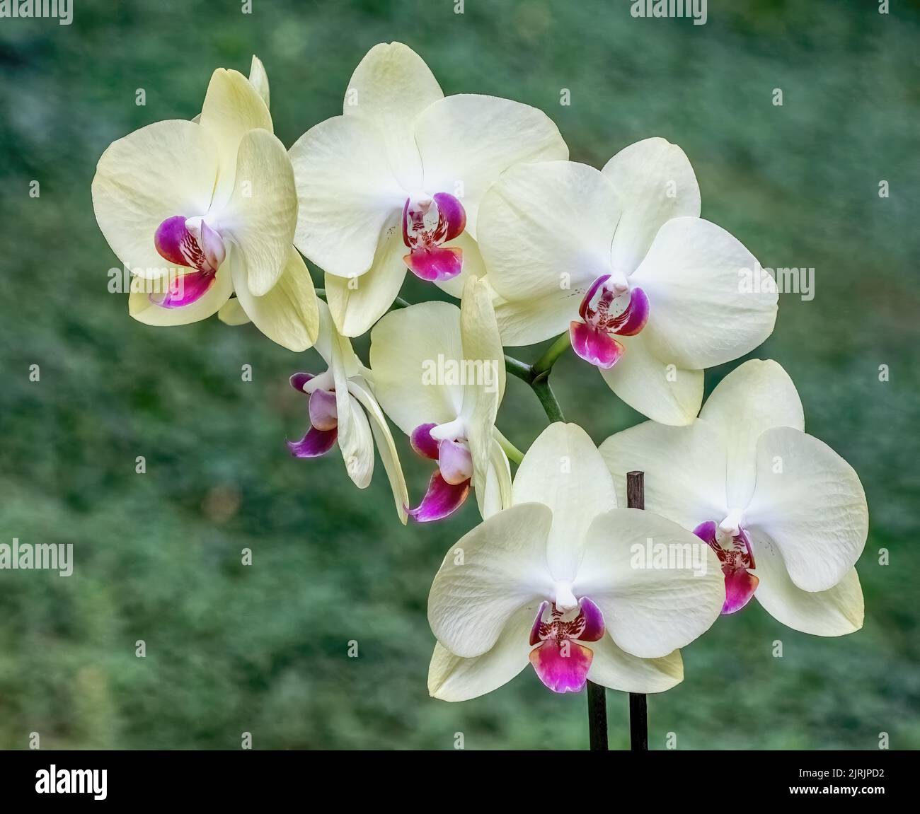 Belle orchidée jaune pâle avec des innerparts roses le matin de l'été à ...