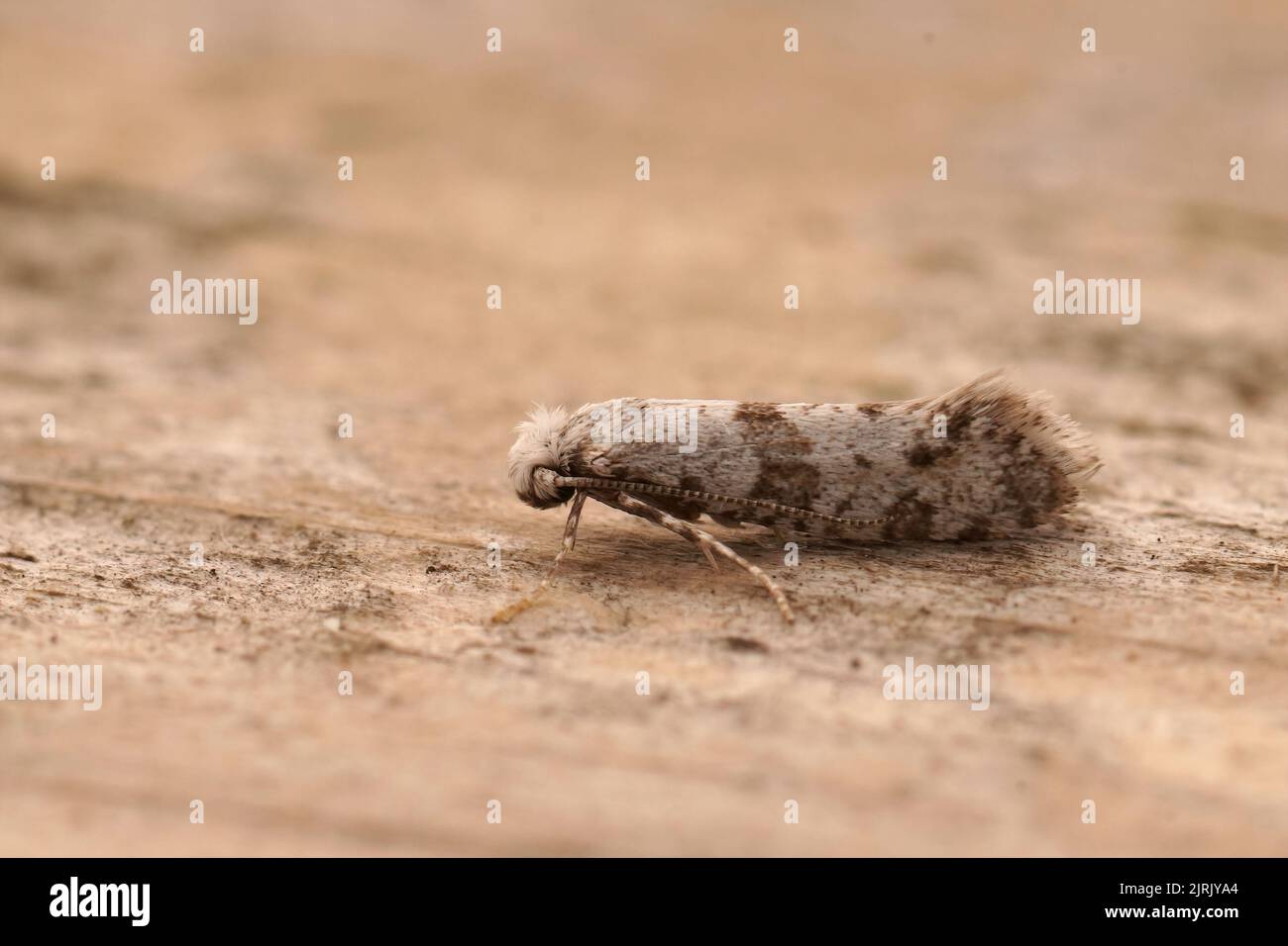 Hawthorn moth Banque de photographies et d’images à haute résolution ...