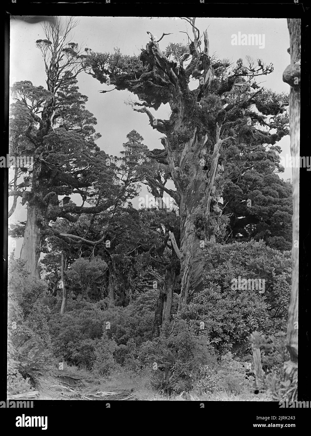 Montagne totara Banque de photographies et d’images à haute résolution ...