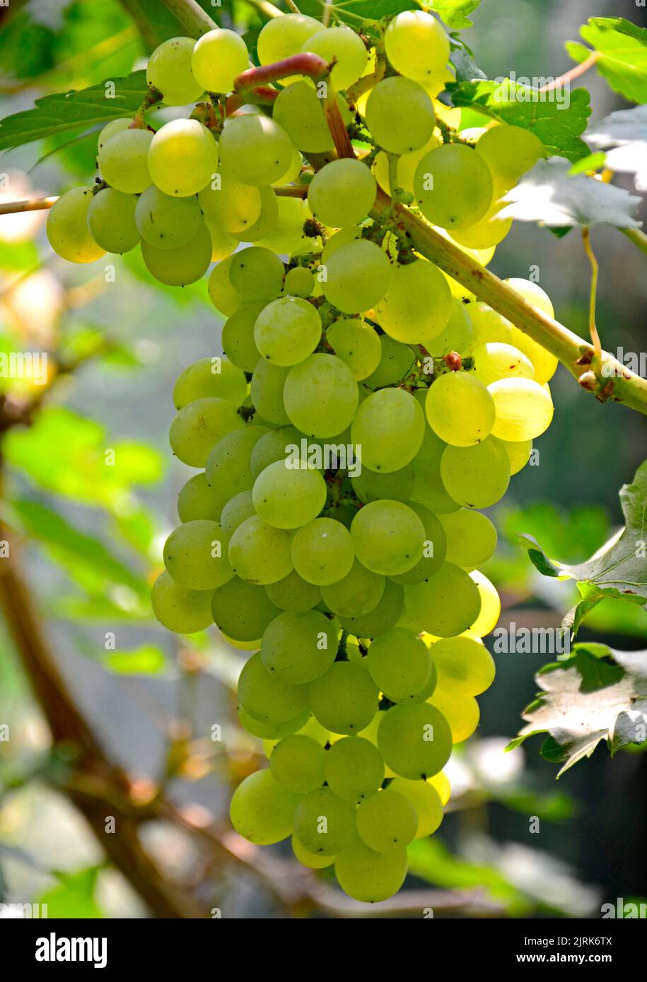 Grappe de raisin blanc vitis vinifera Banque de photographies et d’images à haute résolution - Alamy