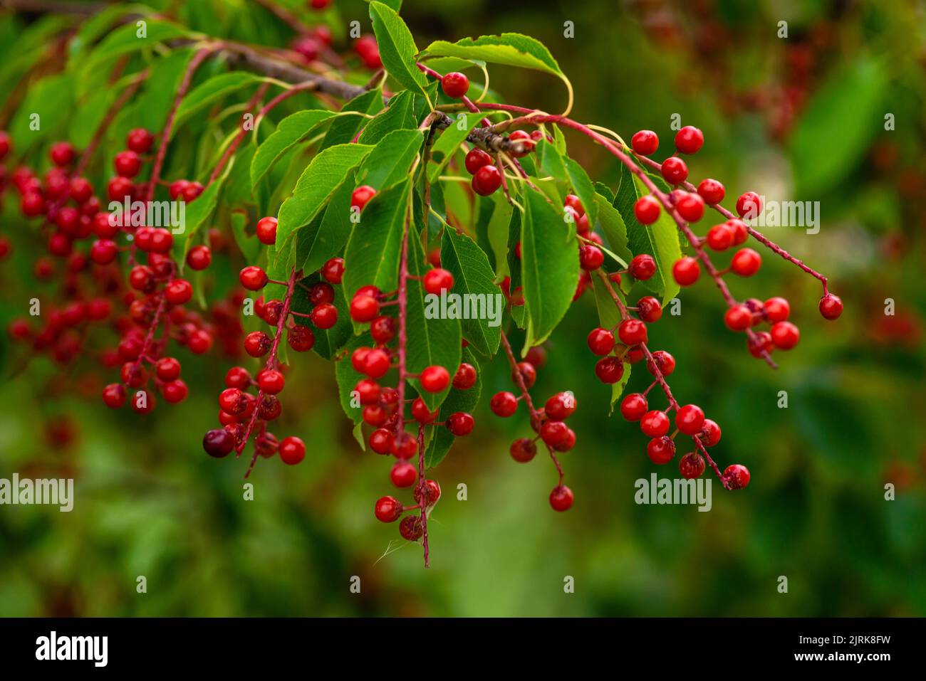 Prunus serotina leaf Banque de photographies et d’images à haute ...