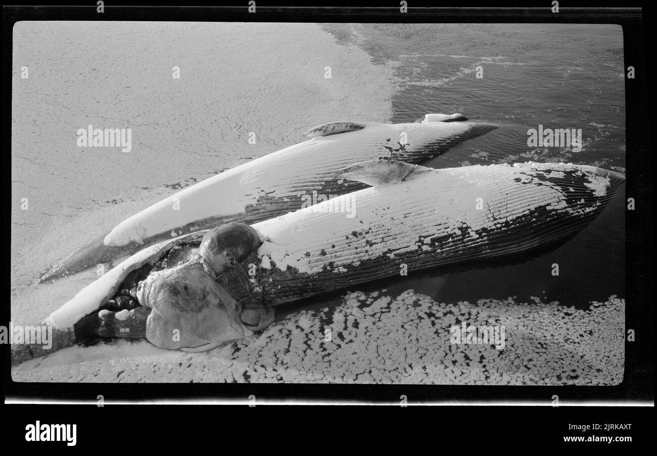 Pêche à la baleine dans la mer de Ross, 1924, océan Austral, par le ...