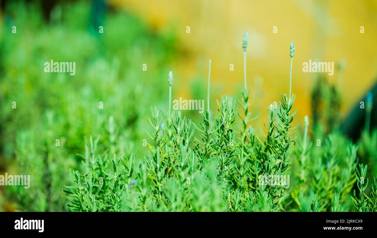 Bords des routes de fleurs sauvages Banque de photographies et d’images ...