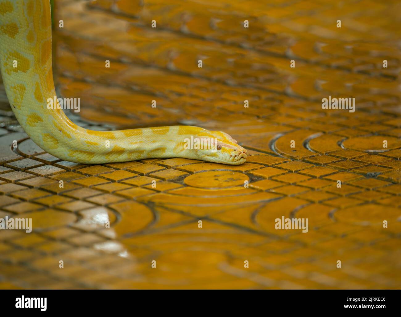 Python pour enfants Banque de photographies et d’images à haute ...