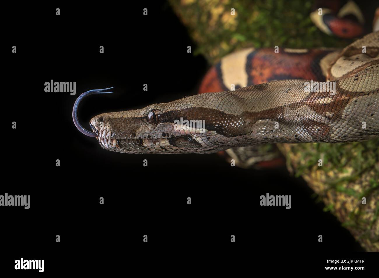 Madagascar boa constrictor Banque de photographies et d’images à haute ...