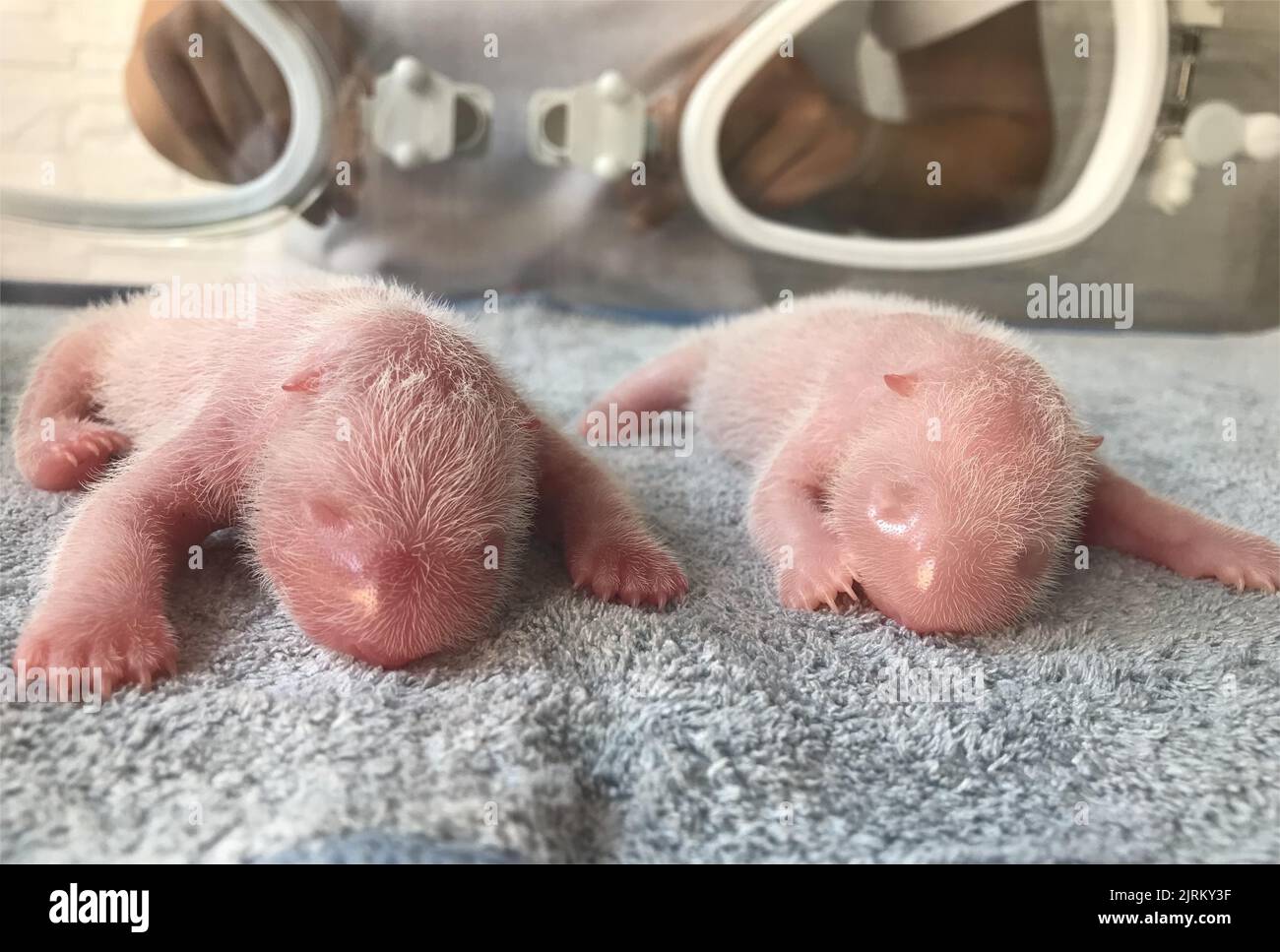 (220825) -- XI'AN, le 25 août 2022 (Xinhua) -- des petits pandas géants ...