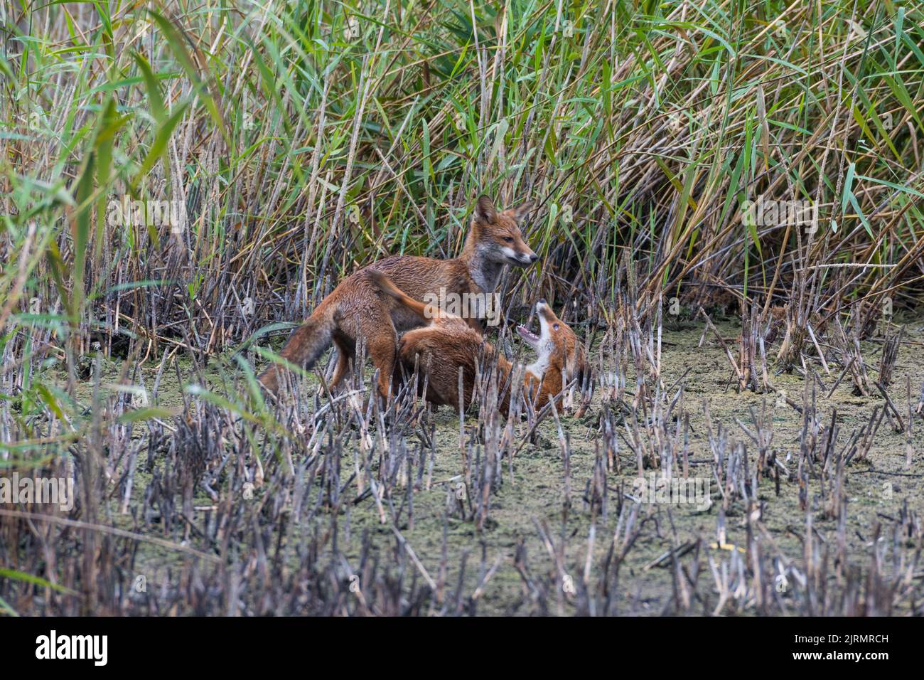 Deux jeunes renards jouant sur le marais de Magor, dans le sud du pays ...