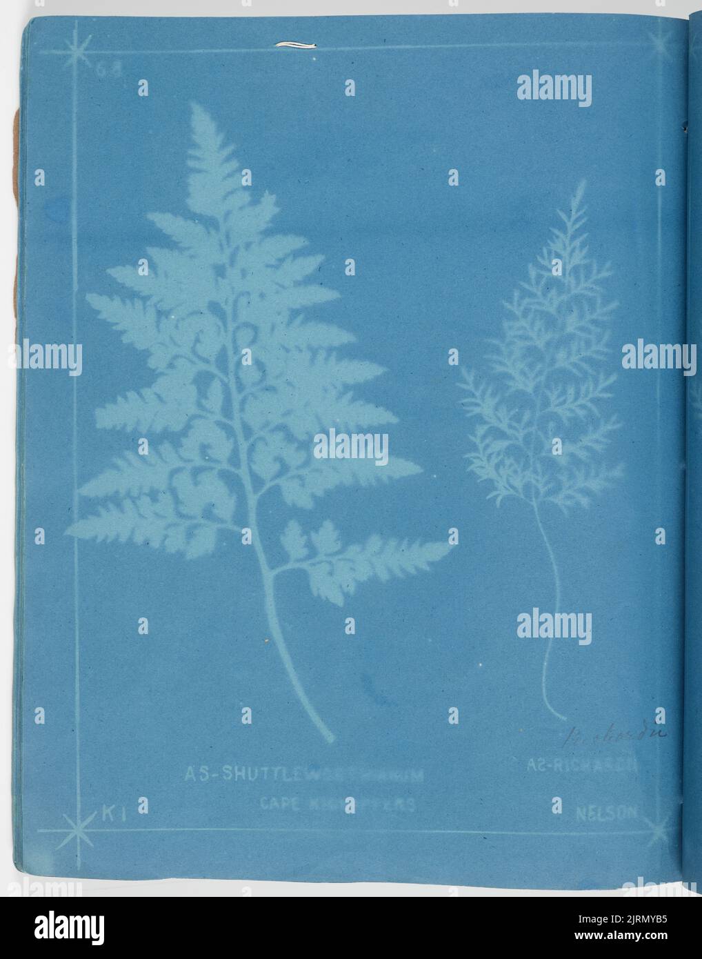 Asplenium shuttleworthianum, Cape kidnappers et Asplenium rickarii ...