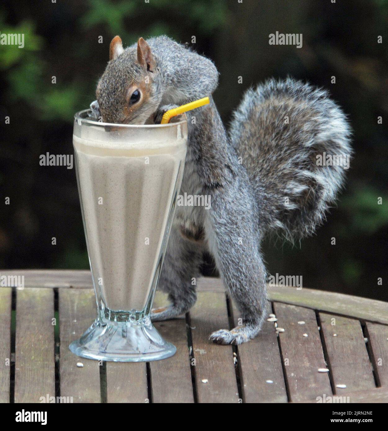 Quel smoothie. Cet écureuil gris est fou du smoothie aux arachides d ...