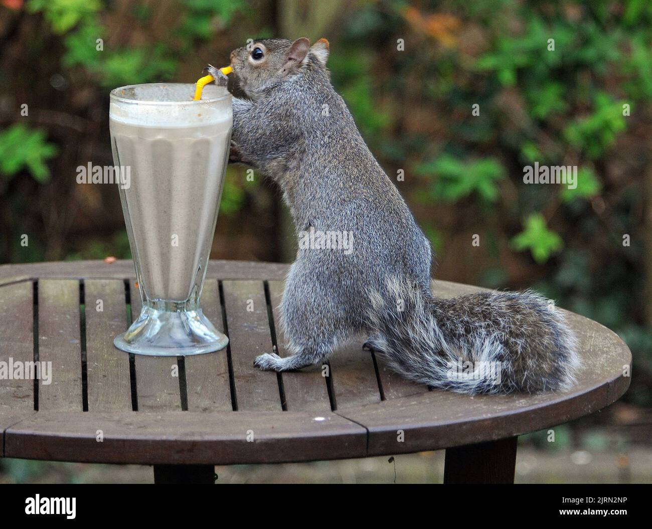 Quel smoothie. Cet écureuil gris est fou du smoothie aux arachides d ...