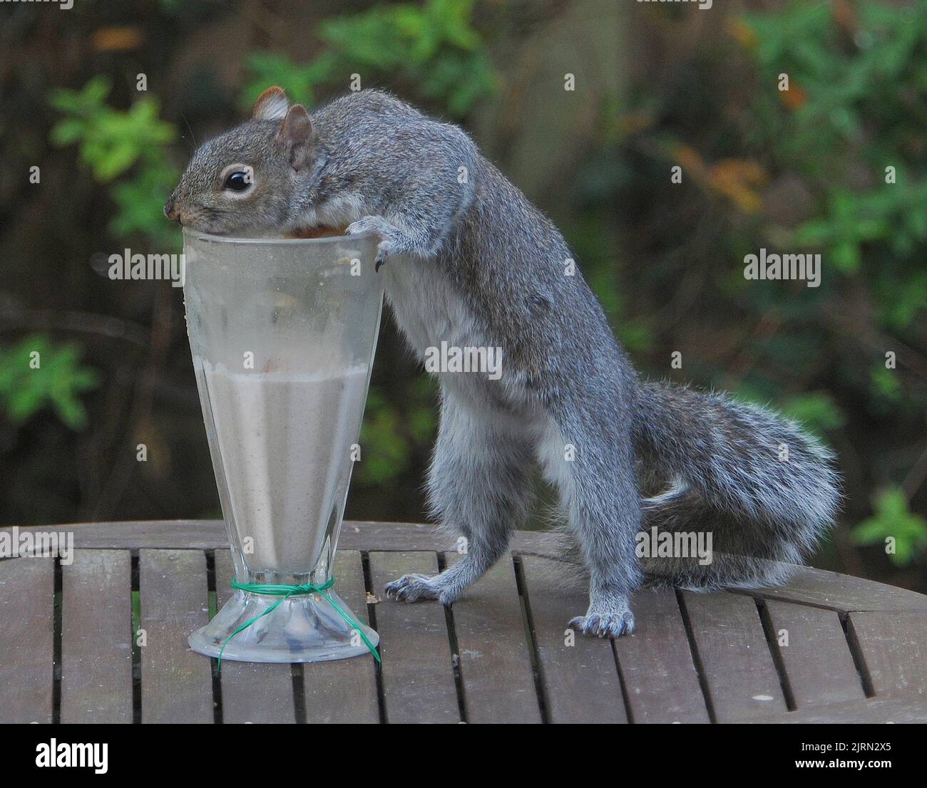Quel smoothie. Cet écureuil gris est fou du smoothie aux arachides d ...