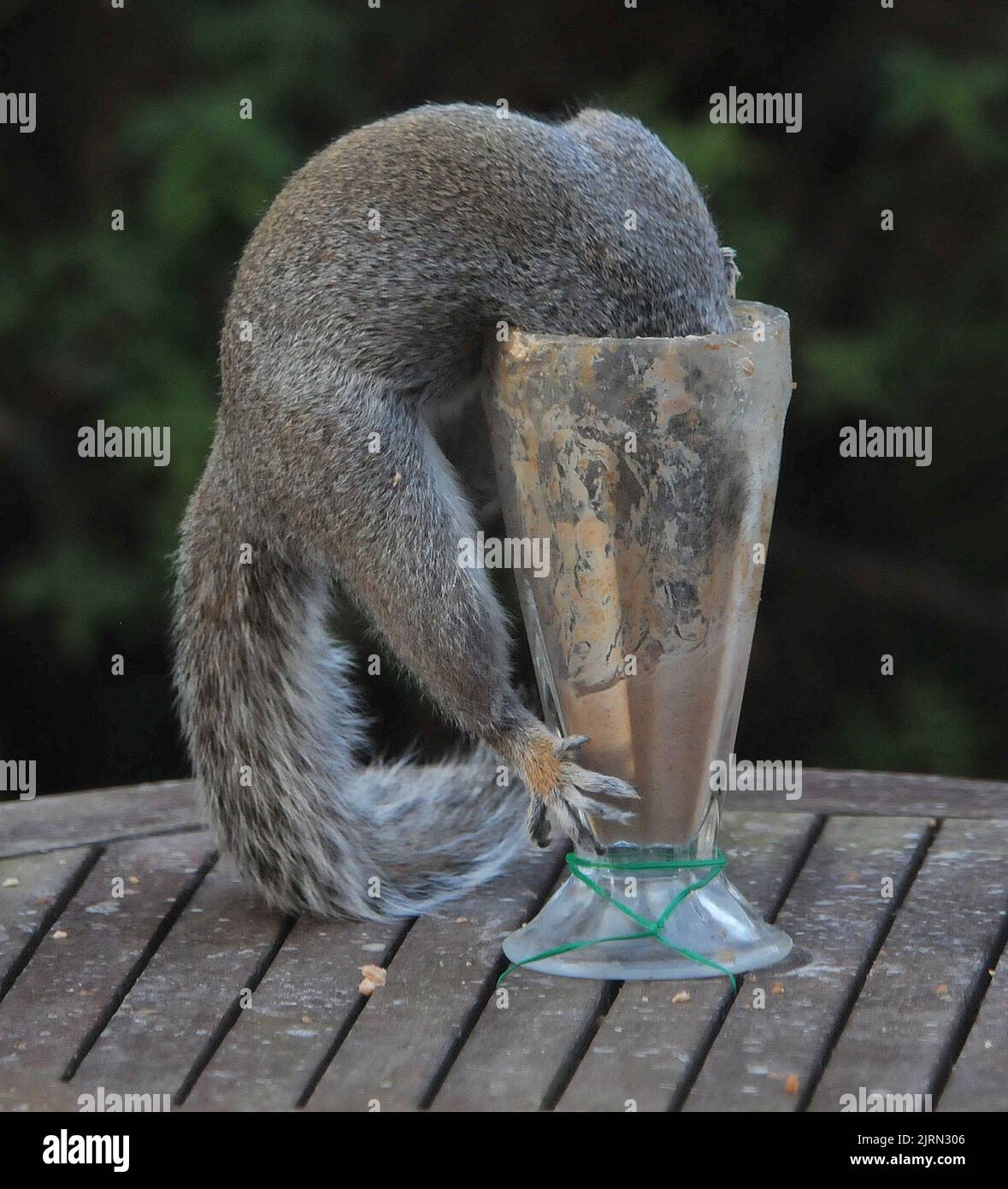 Quel smoothie. Cet écureuil gris est fou du smoothie aux arachides d ...
