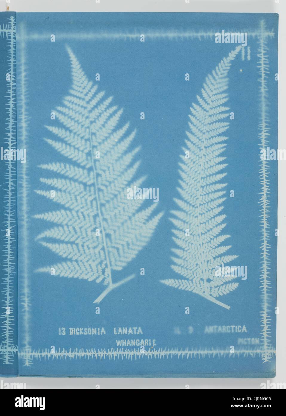 L'antarctique de l'album Banque de photographies et d’images à haute ...