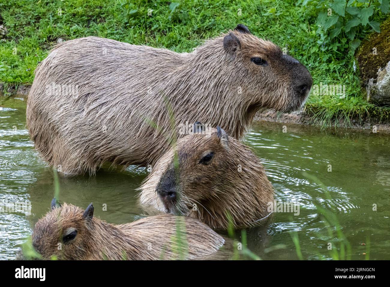 Le capybara, Hydrochoerus hydrochaeris est un mammifère originaire d ...