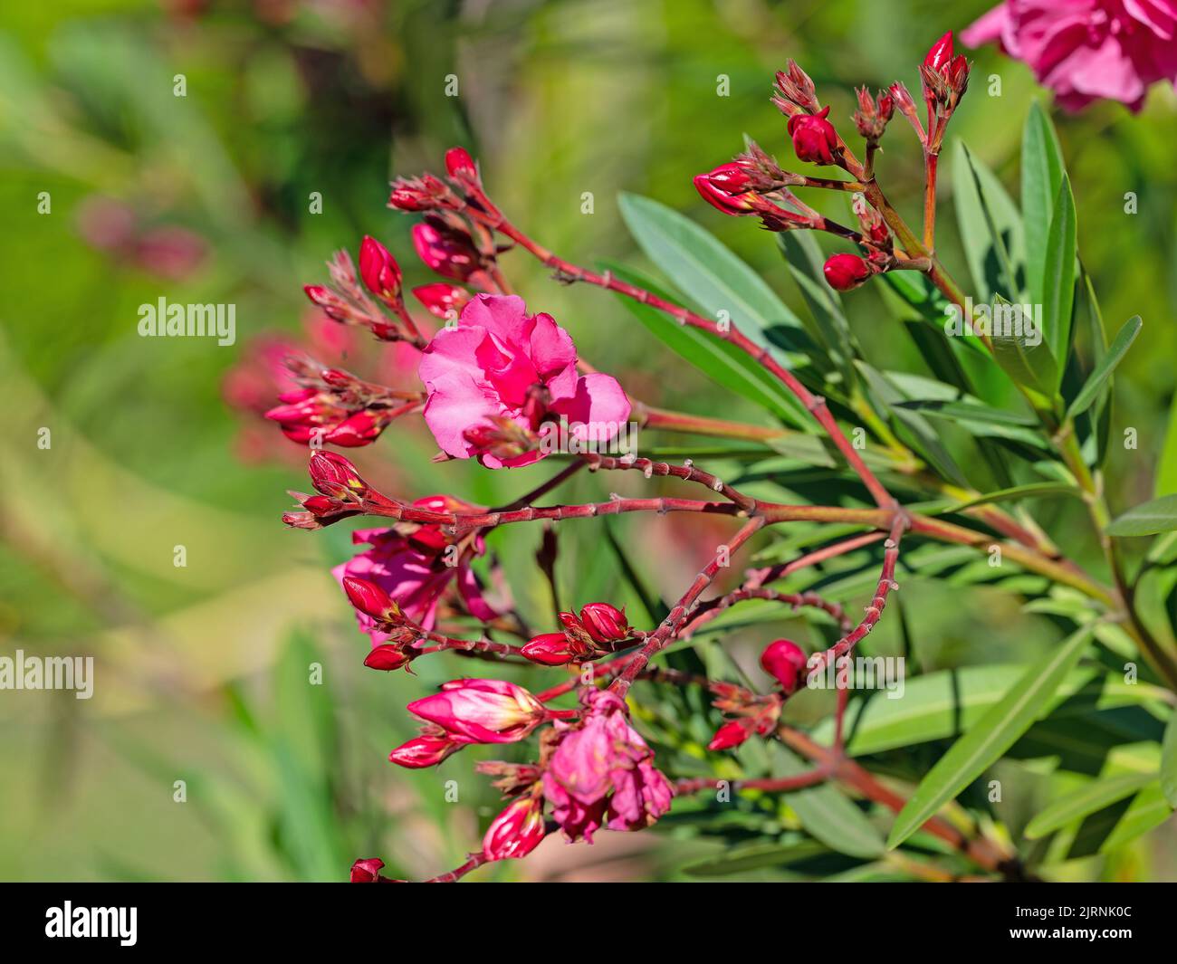 Oleanders nerium oleander Banque de photographies et d’images à haute ...