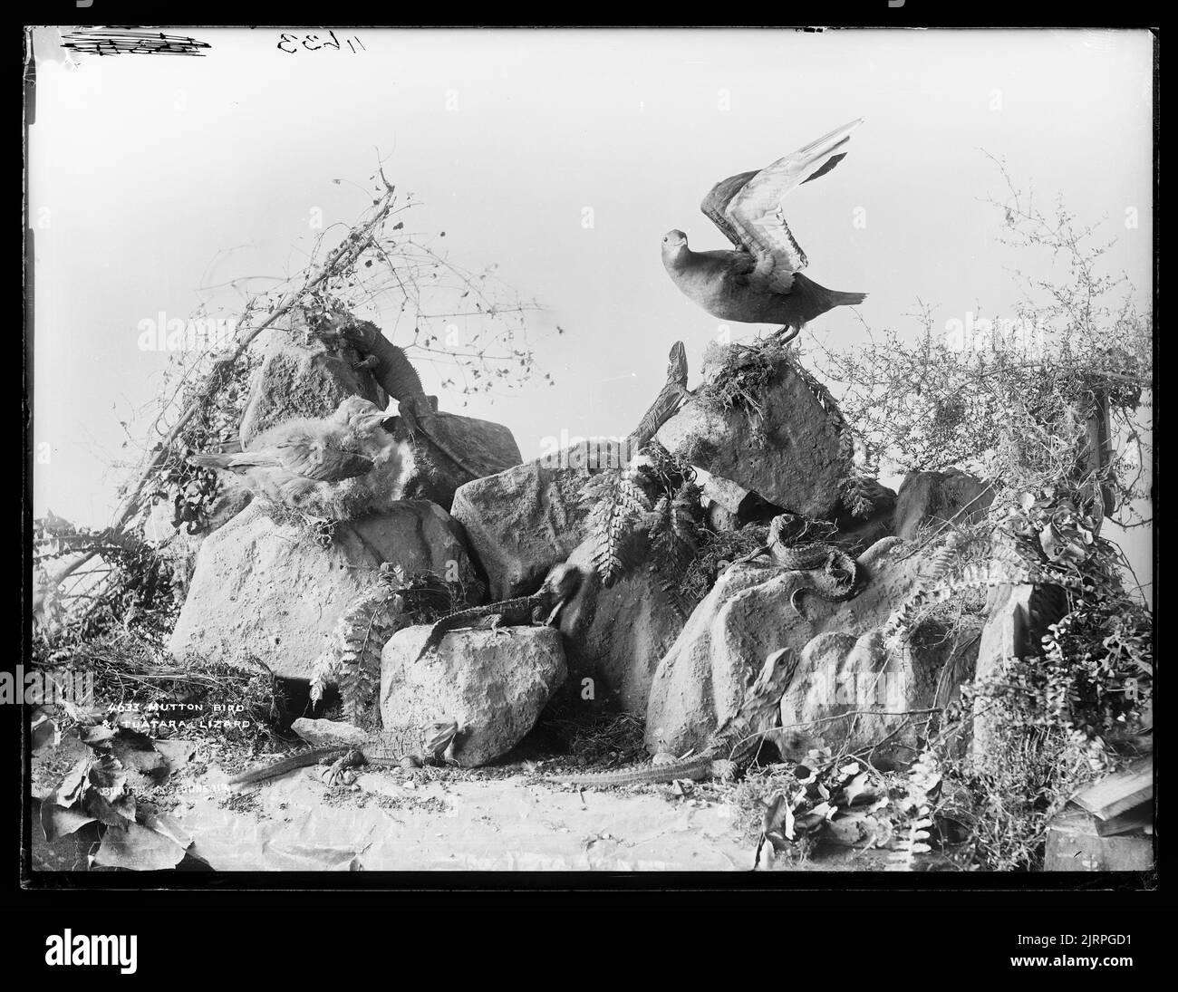 Mutton bird Banque d'images noir et blanc - Alamy