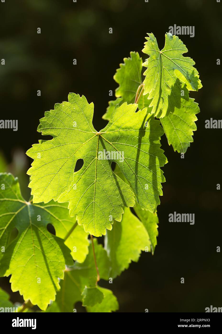 Feuille de vigne herbier Banque de photographies et d’images à haute ...