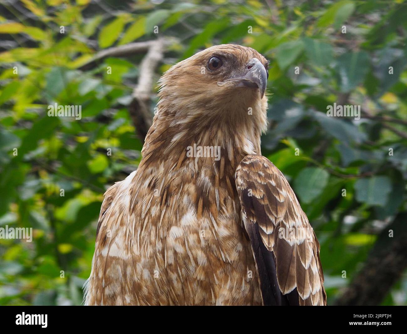 Sifflement de faucon Banque de photographies et d’images à haute ...