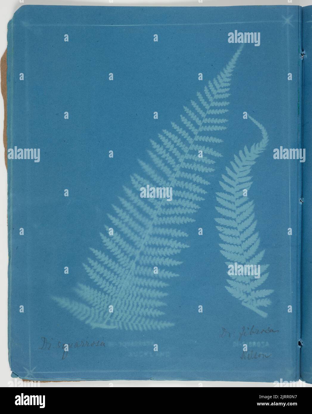 Auckland et dicksonia fibrosa Banque de photographies et d’images à ...