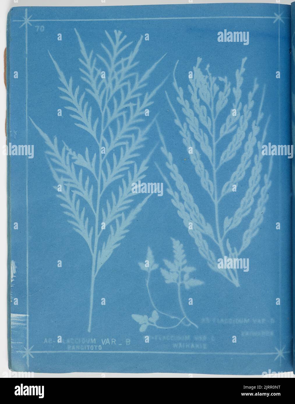 Asplenium flaccidum var-B, Rangitoto, Asplenium flaccidum var-C ...