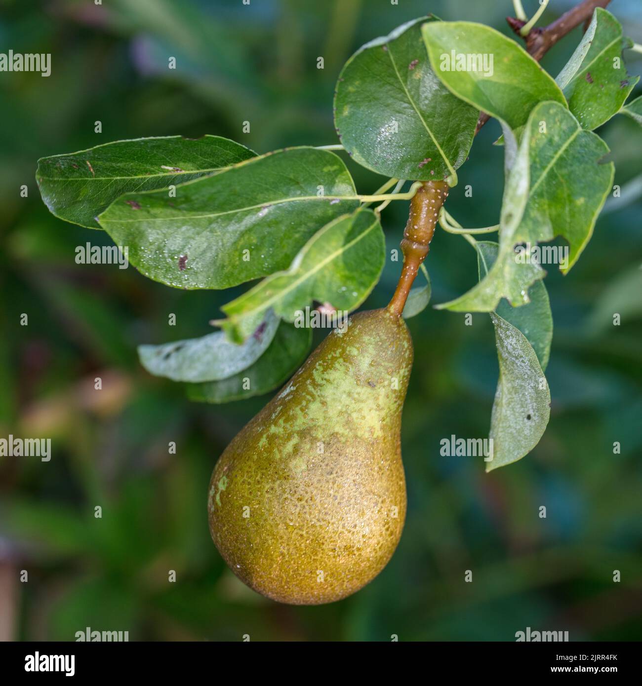 Common pear pyrus communis Banque de photographies et d’images à haute ...