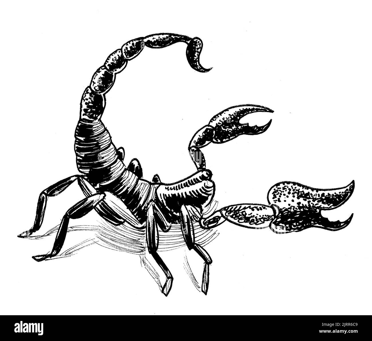 Scorpion du désert. Dessin noir et blanc Photo Stock - Alamy