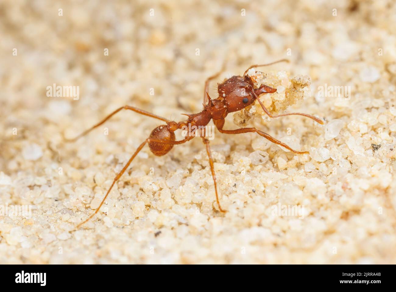 Atta texana Banque de photographies et d’images à haute résolution - Alamy