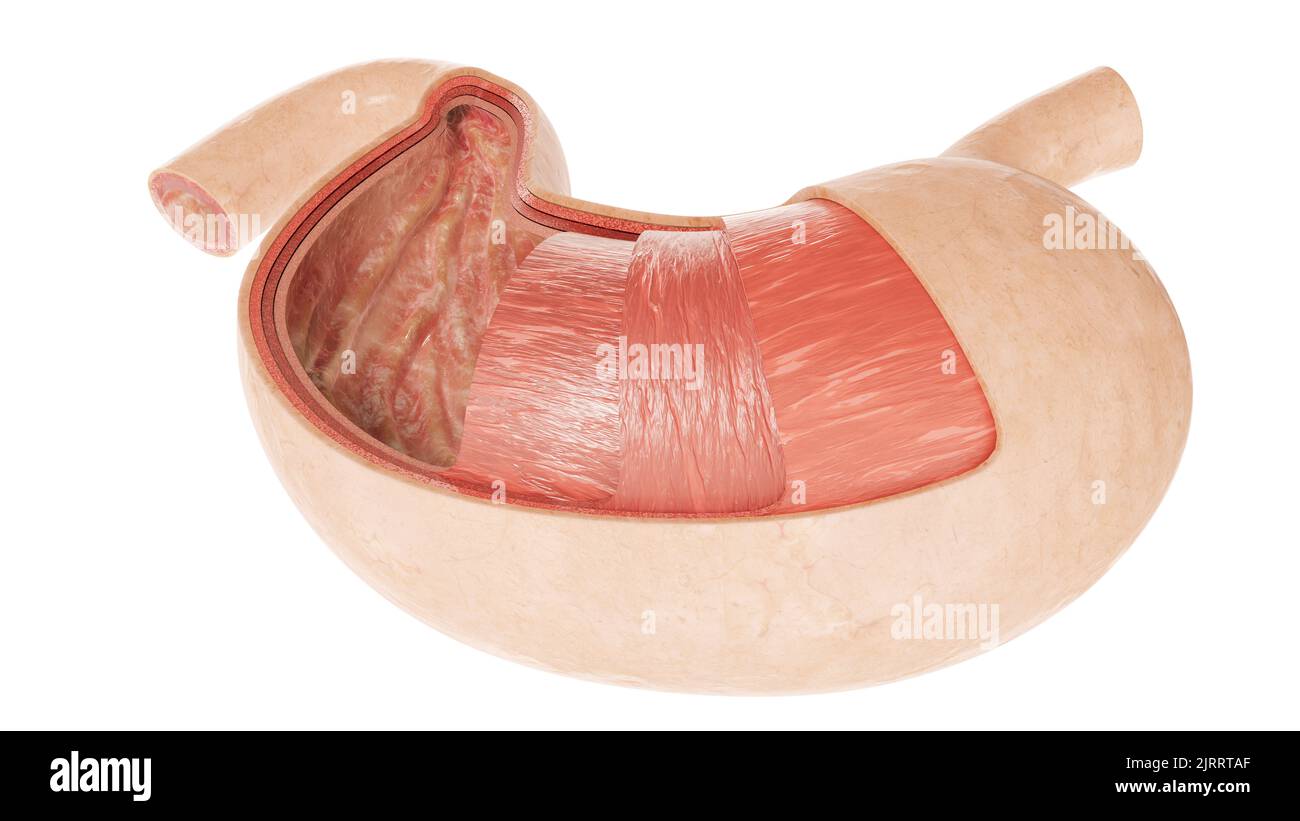 Corps d'anatomie estomac humain digestif gastrique Banque de photographies et d’images à haute ...